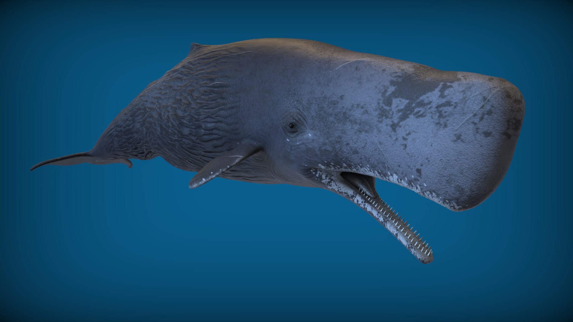 Spermwhale 3D Model - TurboSquid 2307188