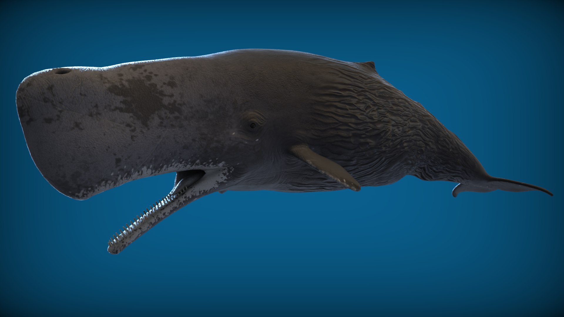 Spermwhale 3D Model - TurboSquid 2307188