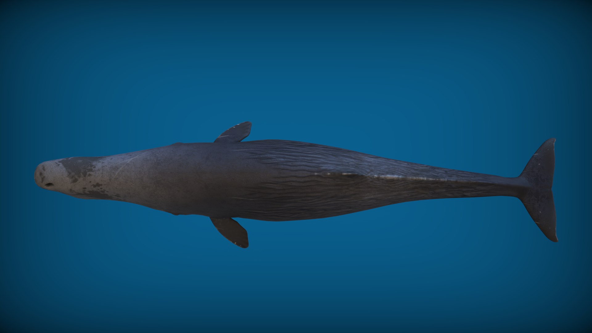 Spermwhale 3D Model - TurboSquid 2307188