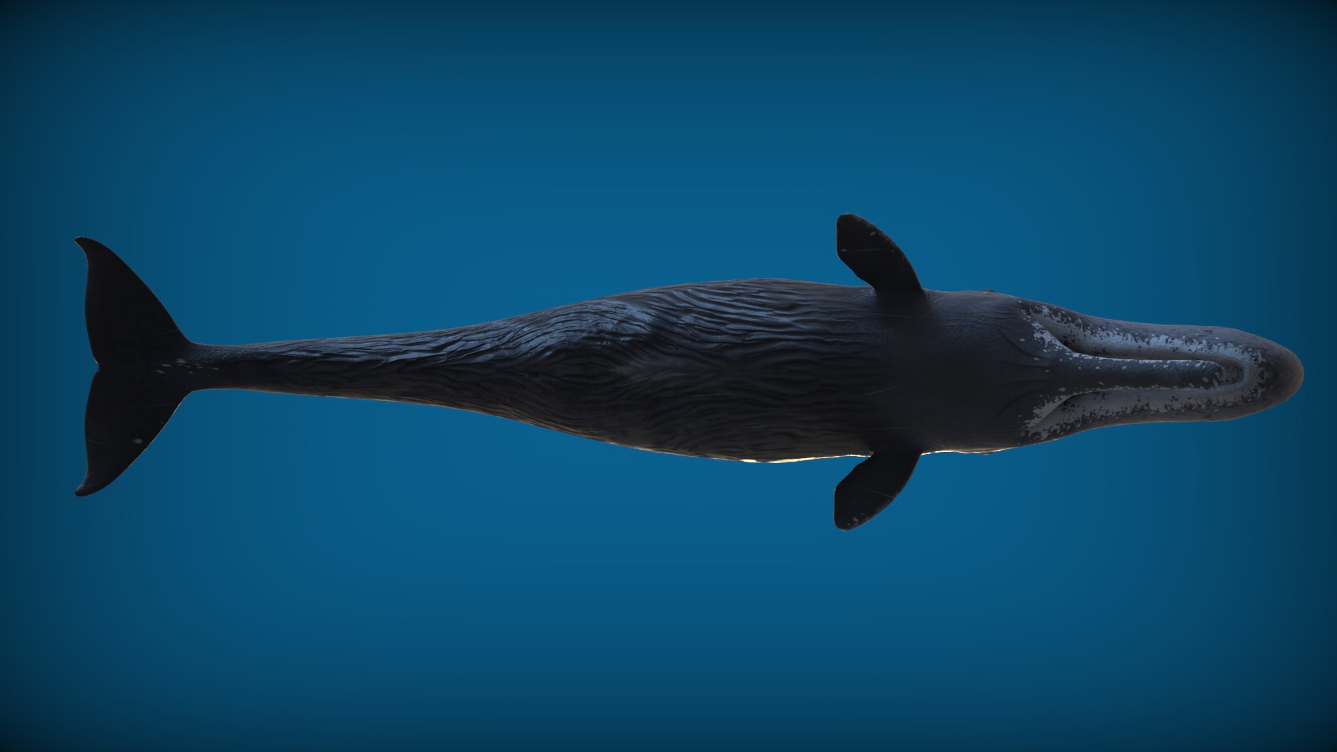 Spermwhale 3D Model - TurboSquid 2307188