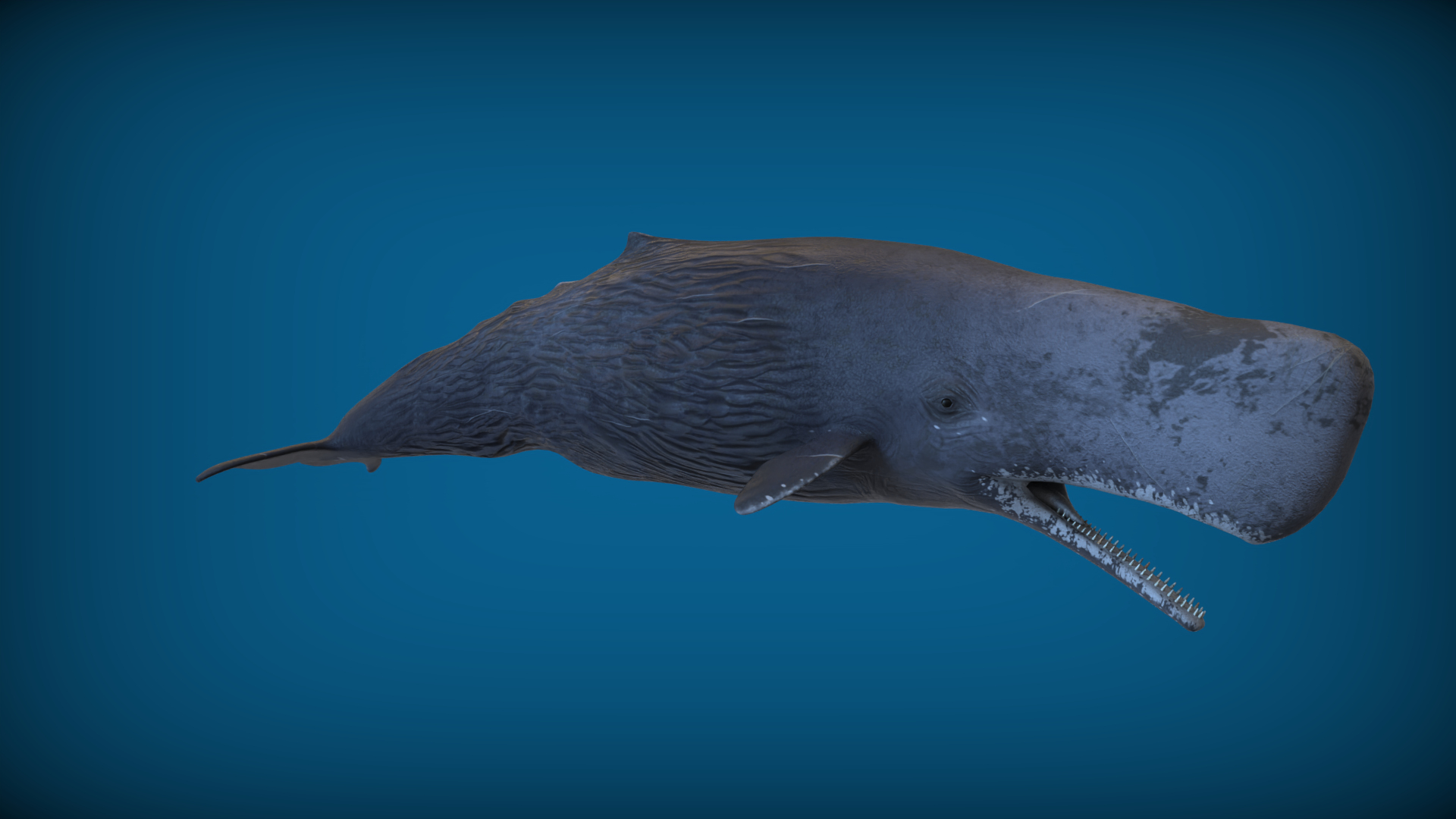 Spermwhale 3D Model - TurboSquid 2307188