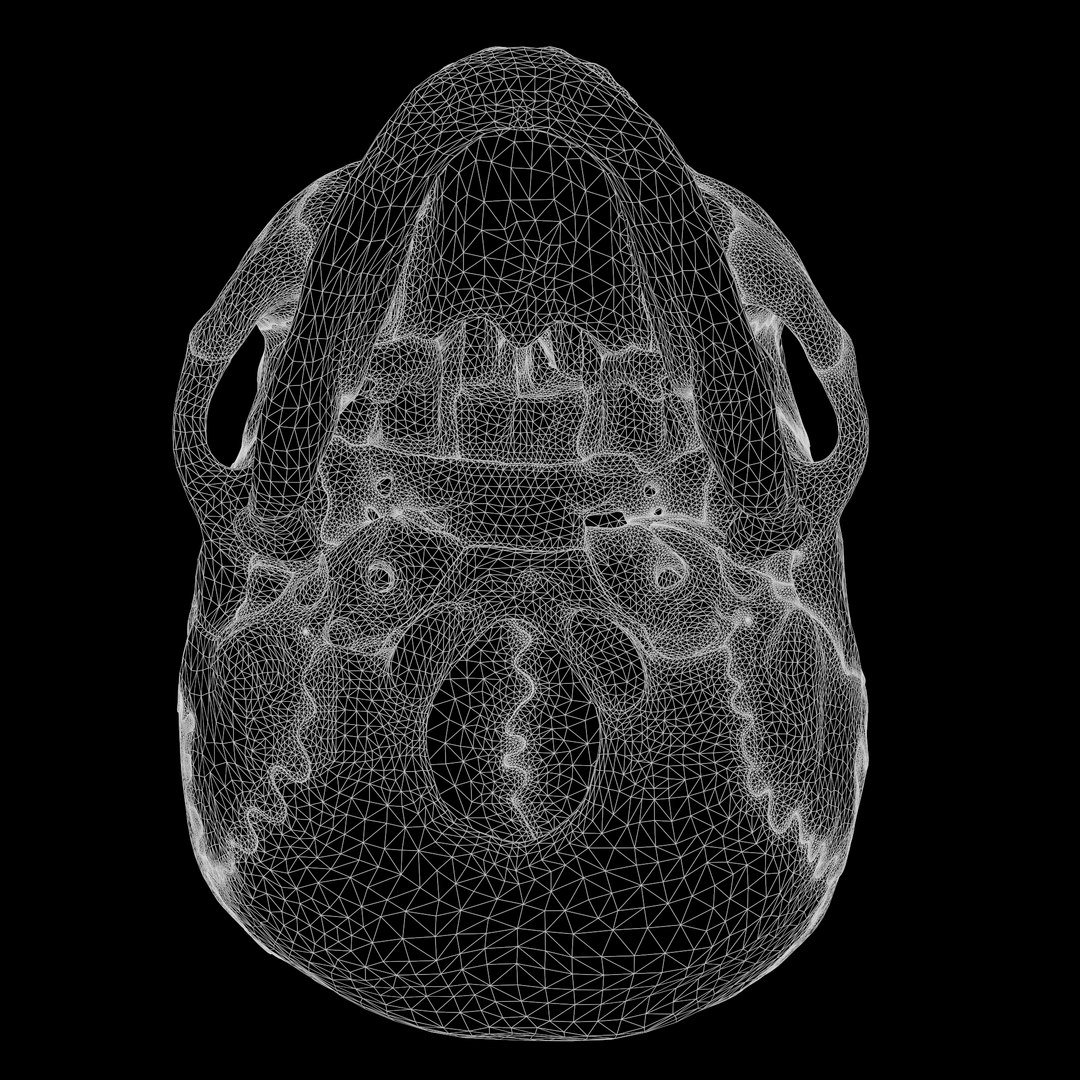 3D Human Skull Explode Anatomy Atlas Model - TurboSquid 1808725