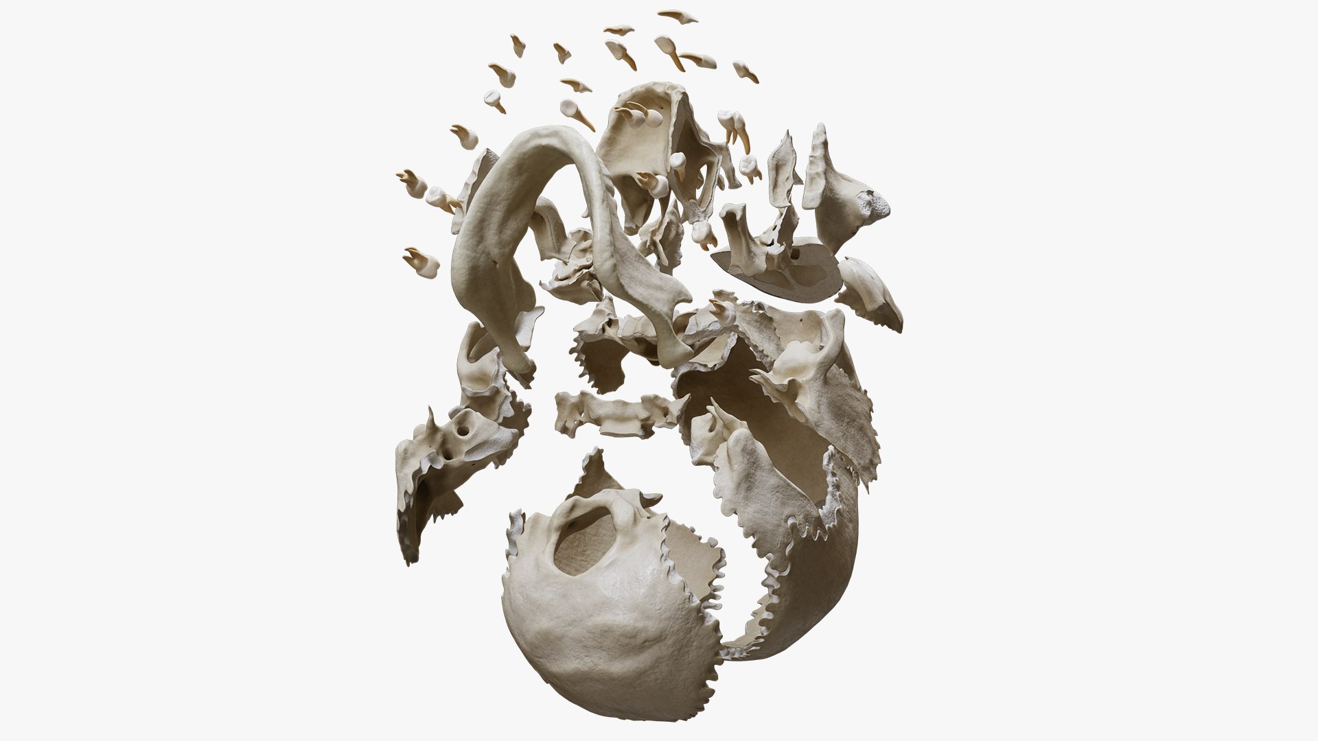 3D Human Skull Explode Anatomy Atlas Model - TurboSquid 1808725