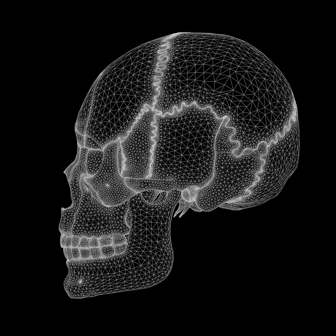 3D Human Skull Explode Anatomy Atlas Model - TurboSquid 1808725