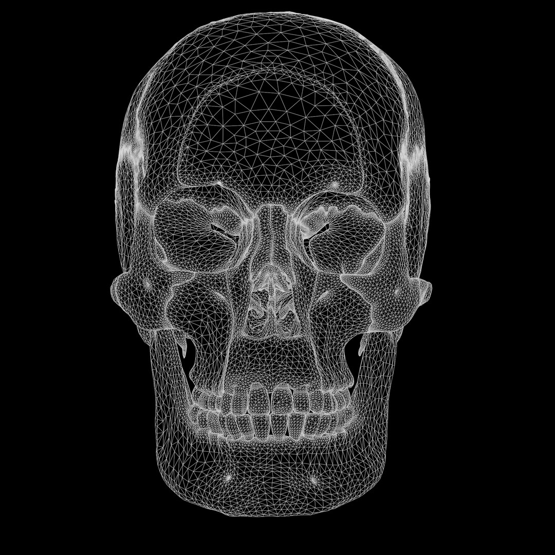 3D Human Skull Explode Anatomy Atlas Model - TurboSquid 1808725