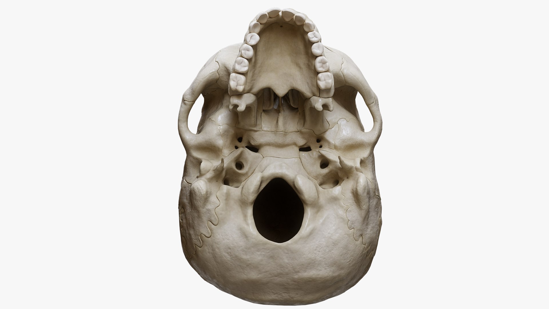 3D Human Skull Explode Anatomy Atlas Model - TurboSquid 1808725