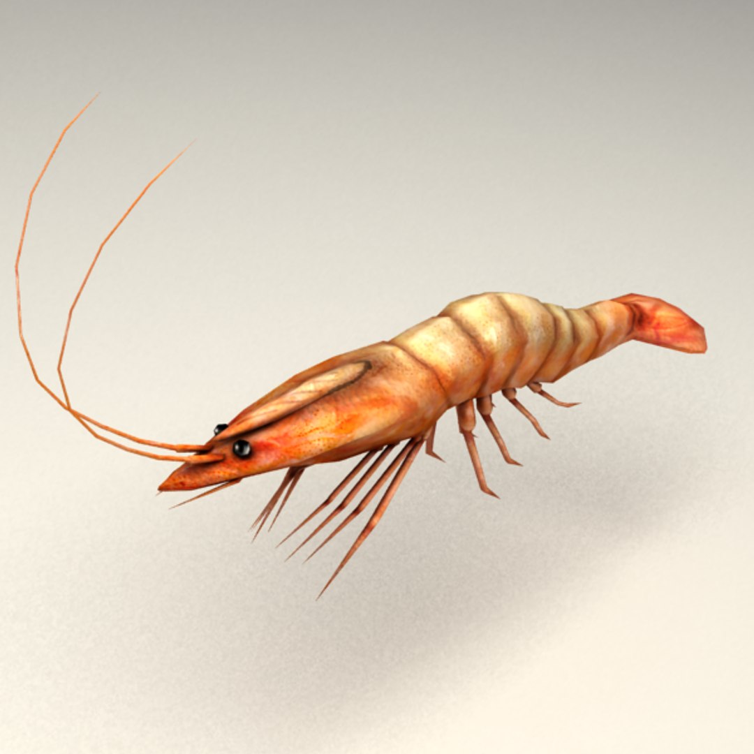 Rigged Shrimp Max