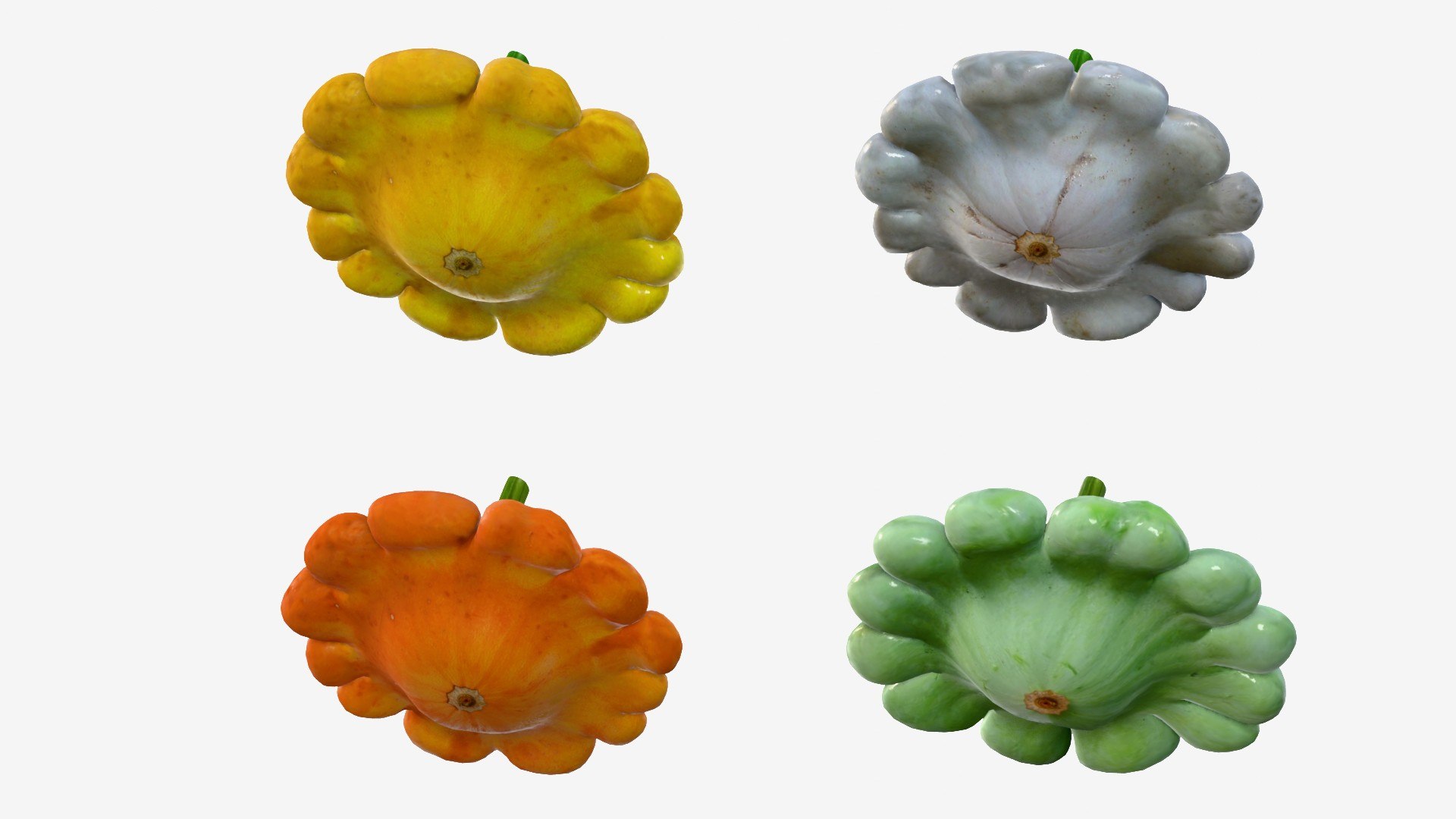 Scallop Squash 3D - TurboSquid 2282904