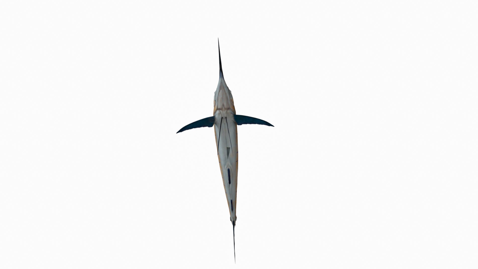 Sword Fish Rigged And Animated 3D Model - TurboSquid 2335772