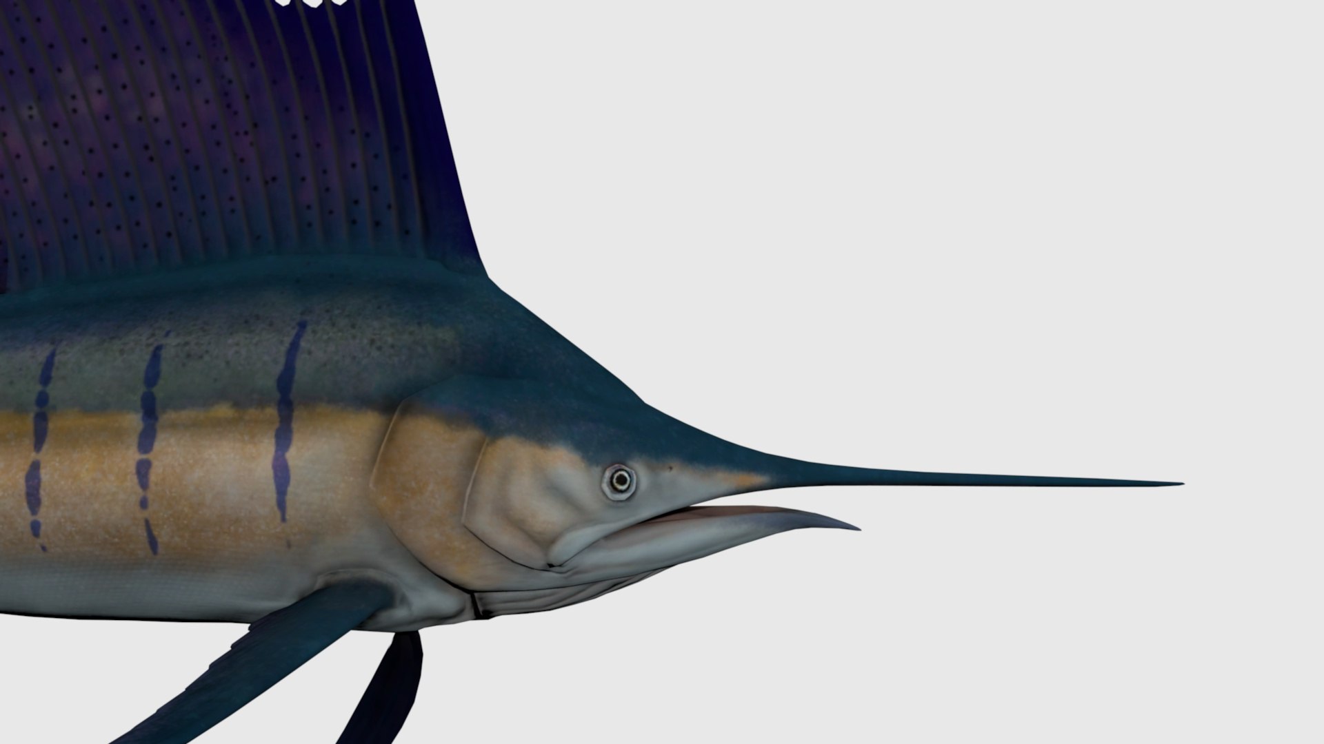 Sword Fish Rigged And Animated 3D Model - TurboSquid 2335772
