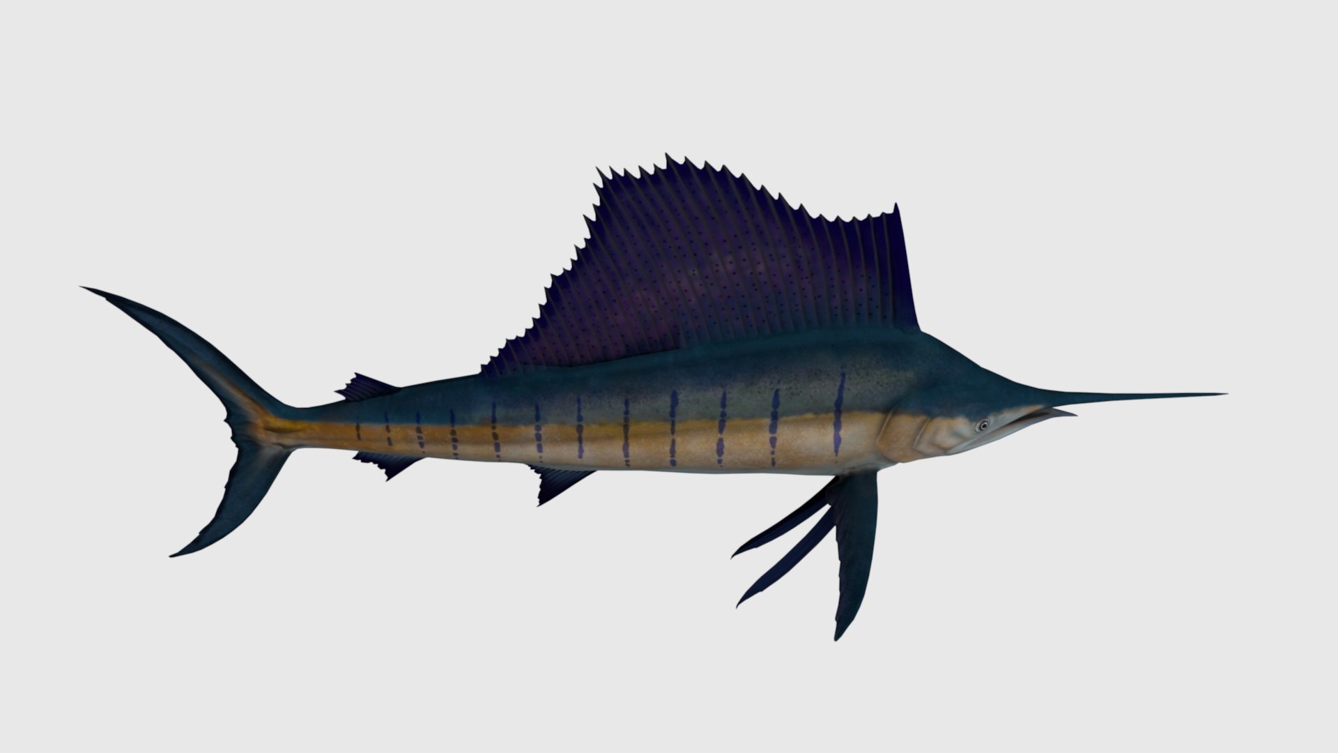 Sword Fish Rigged And Animated 3D Model - TurboSquid 2335772