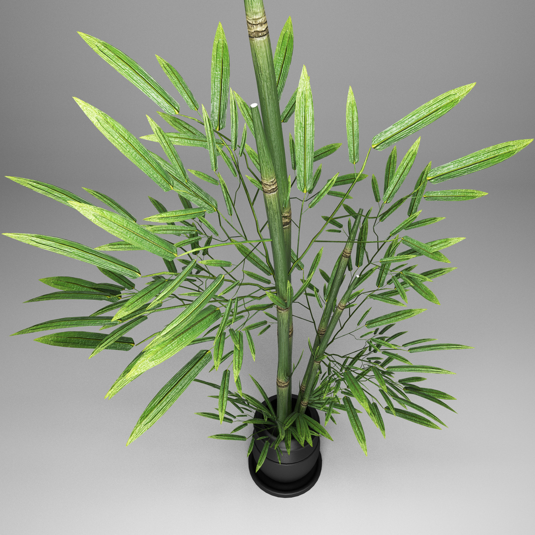 Plant bamboo tree 3D model - TurboSquid 1357448