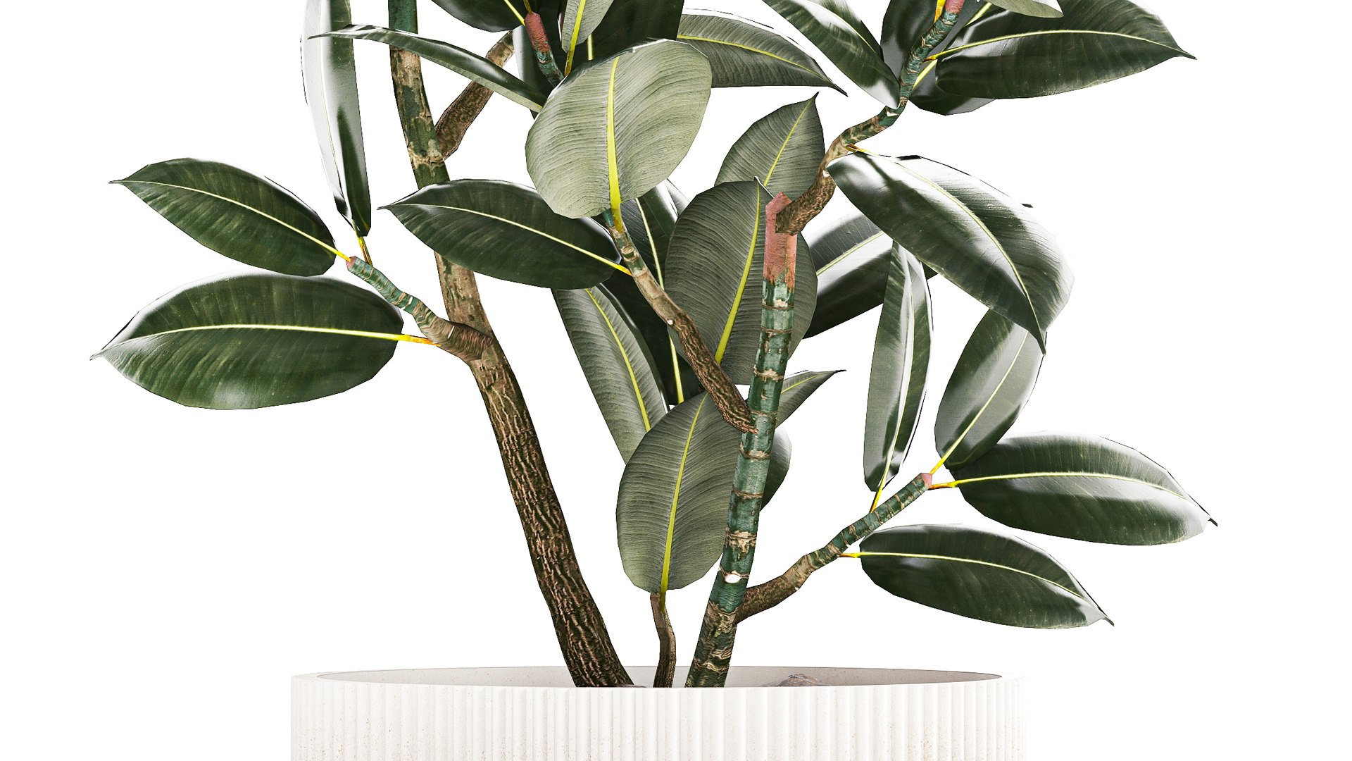 3D Beautiful Ficus Elastica Tree In A Flower Pot 1235 - TurboSquid 2044287