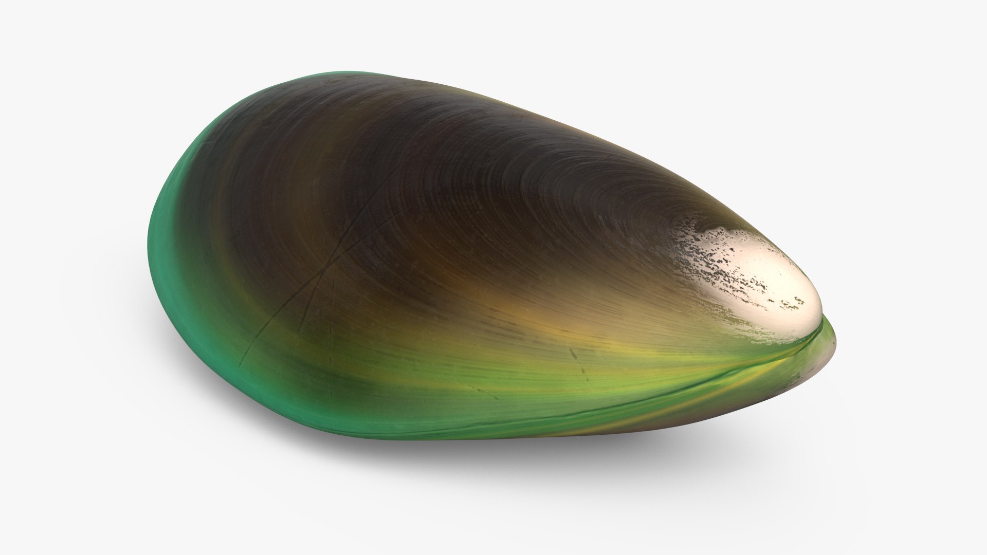 3D Green Lipped Mussel - TurboSquid 2227975