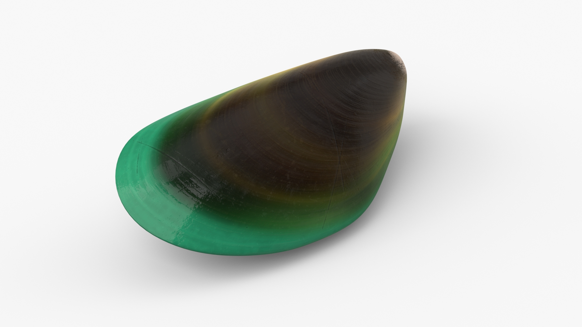 3D Green Lipped Mussel - TurboSquid 2227975
