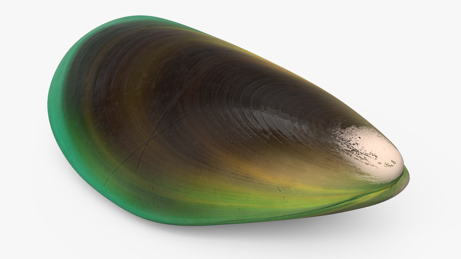 3D Green Lipped Mussel - TurboSquid 2227975