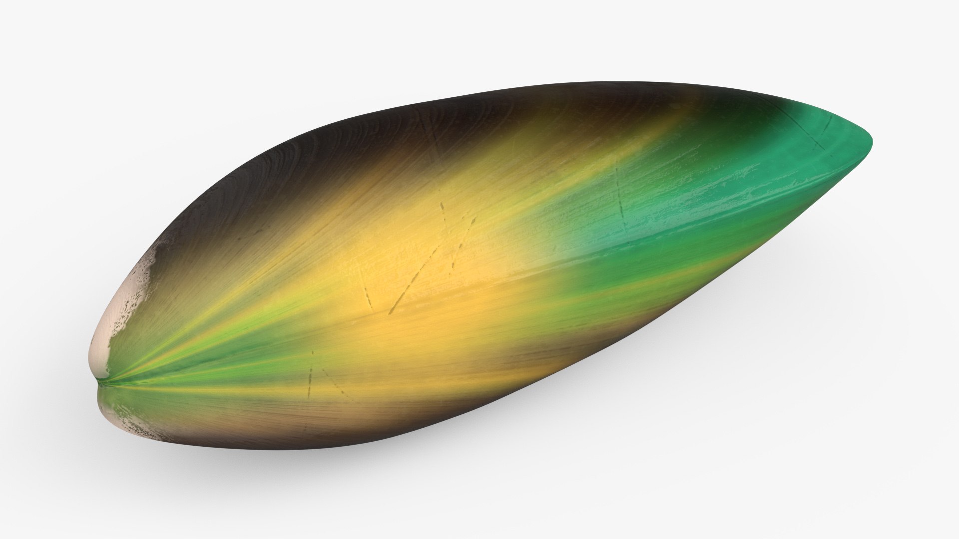 3D Green Lipped Mussel - TurboSquid 2227975