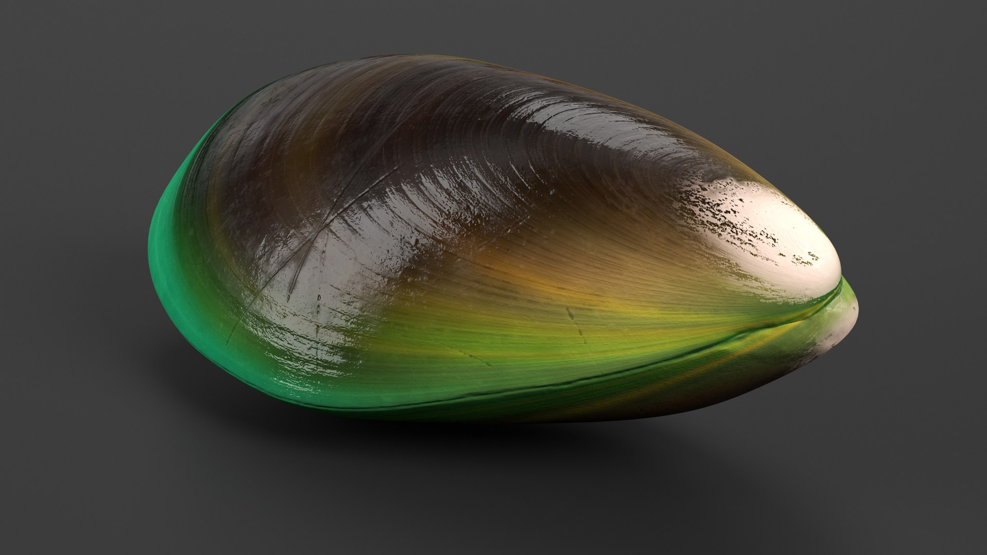 3D Green Lipped Mussel - TurboSquid 2227975