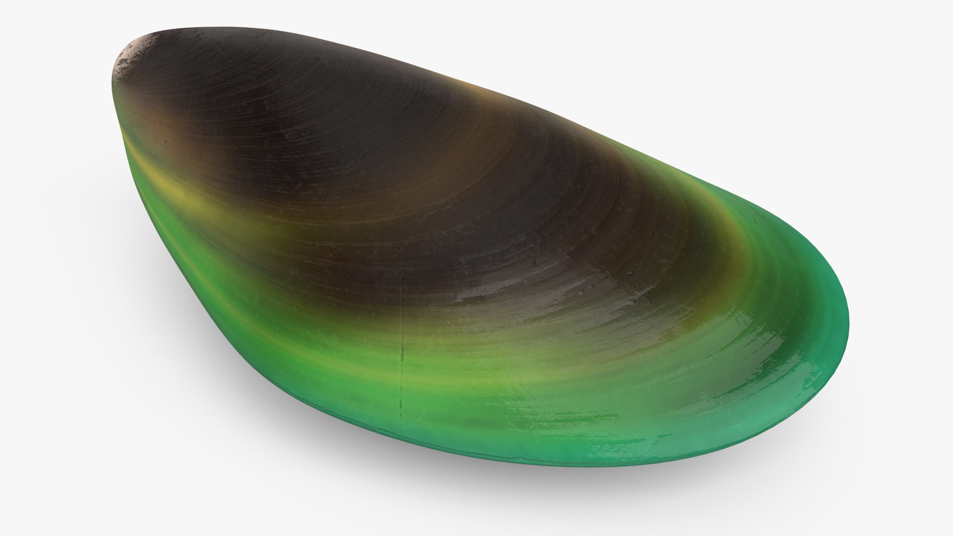 3D Green Lipped Mussel - TurboSquid 2227975