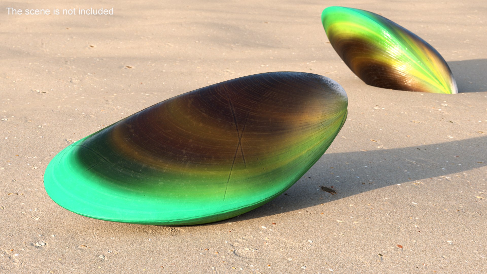 3D Green Lipped Mussel - TurboSquid 2227975