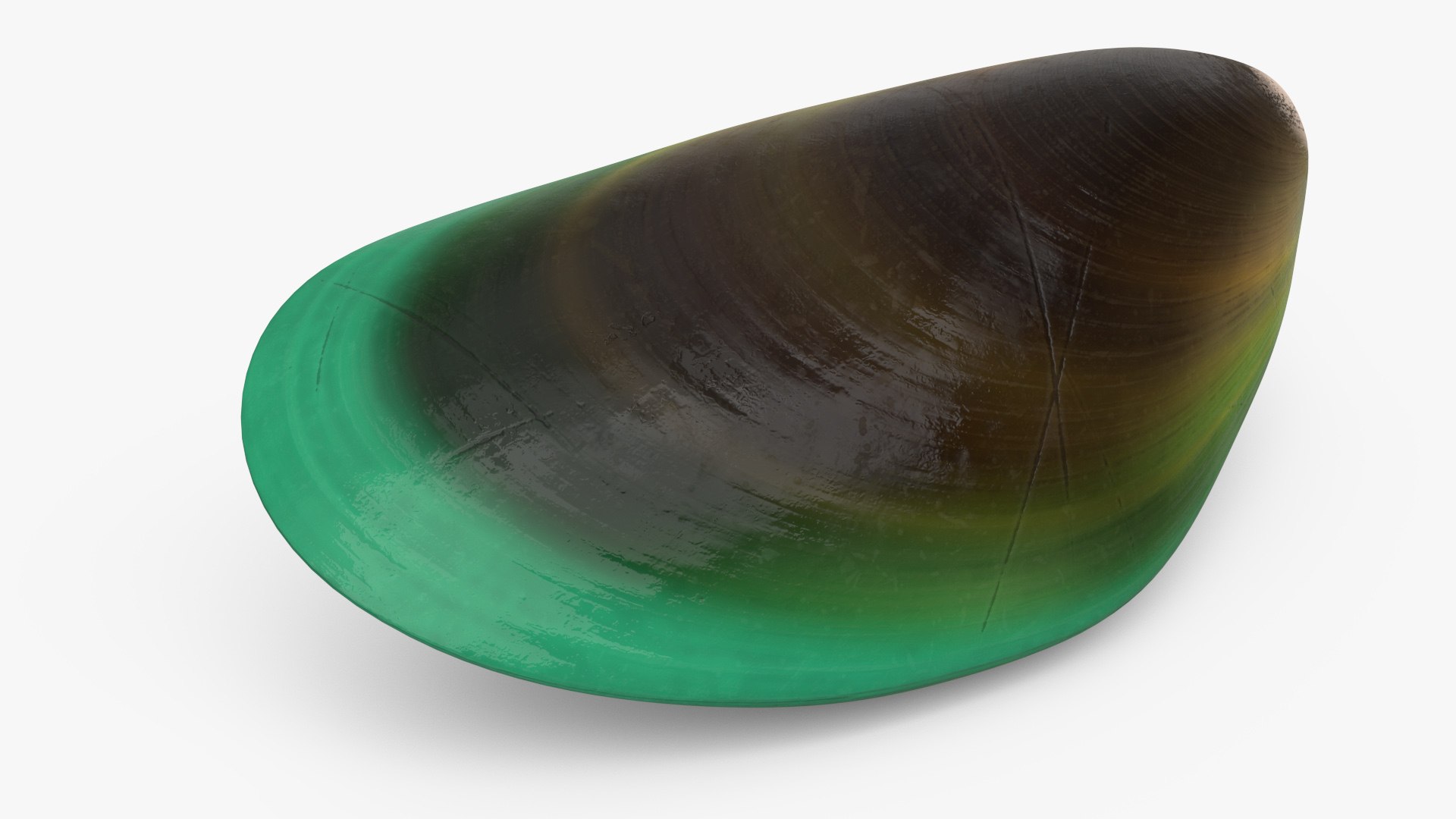 3D Green Lipped Mussel - TurboSquid 2227975