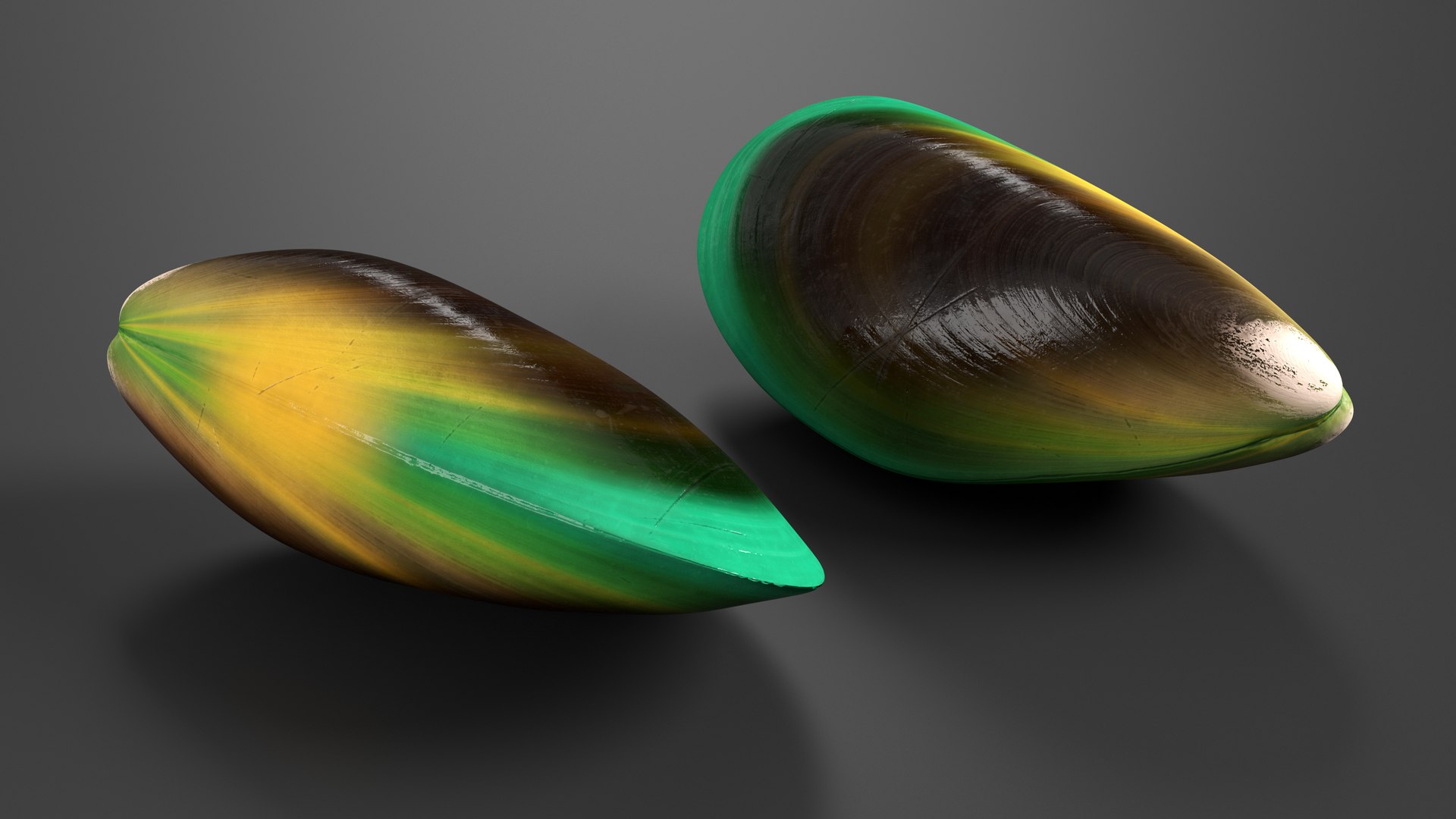 3D Green Lipped Mussel - TurboSquid 2227975