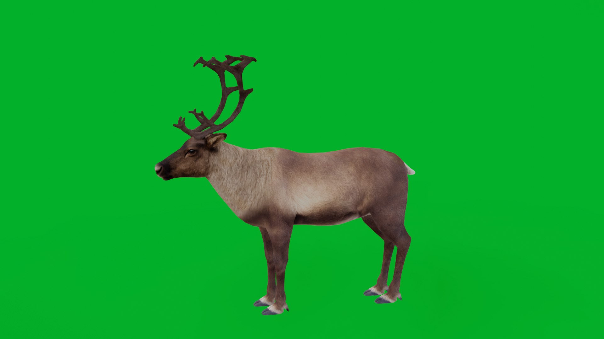 Reindeer 3D Model - TurboSquid 2501670
