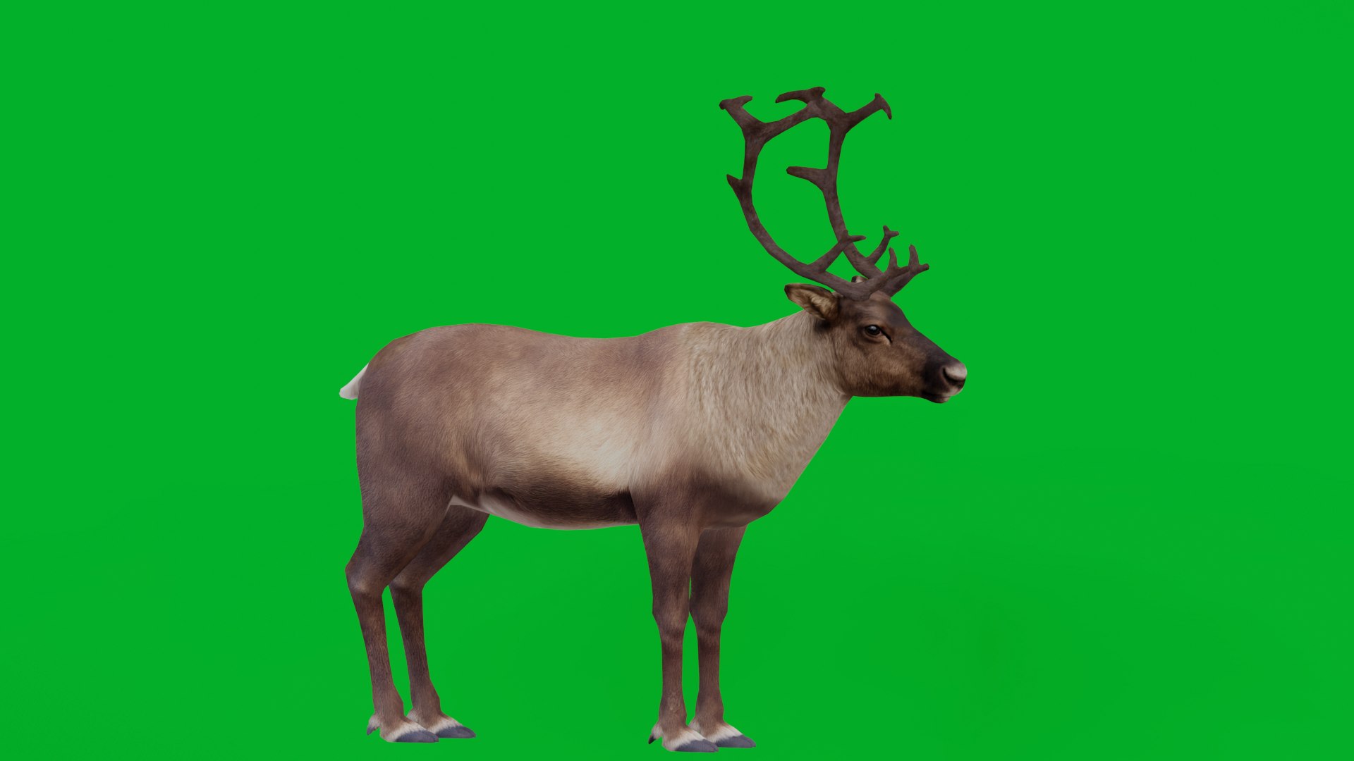 Reindeer 3D Model - TurboSquid 2501670