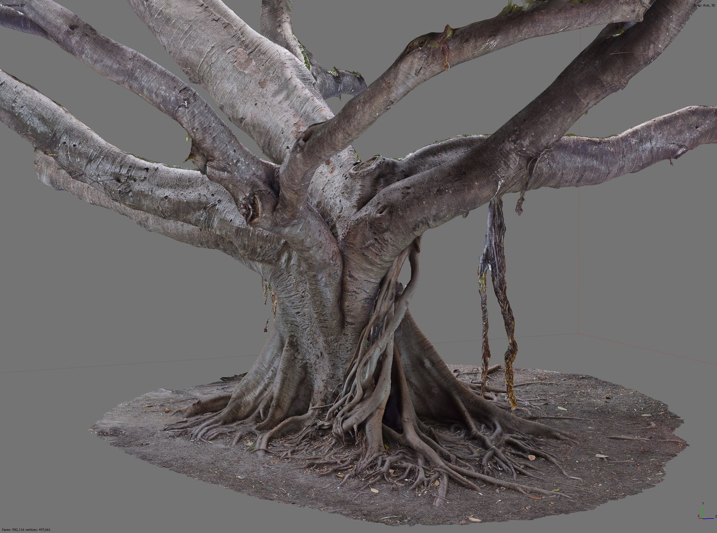 3D Giant Ficus Tree 3 X 16k Textures RAW 3D Scan - TurboSquid 1810625