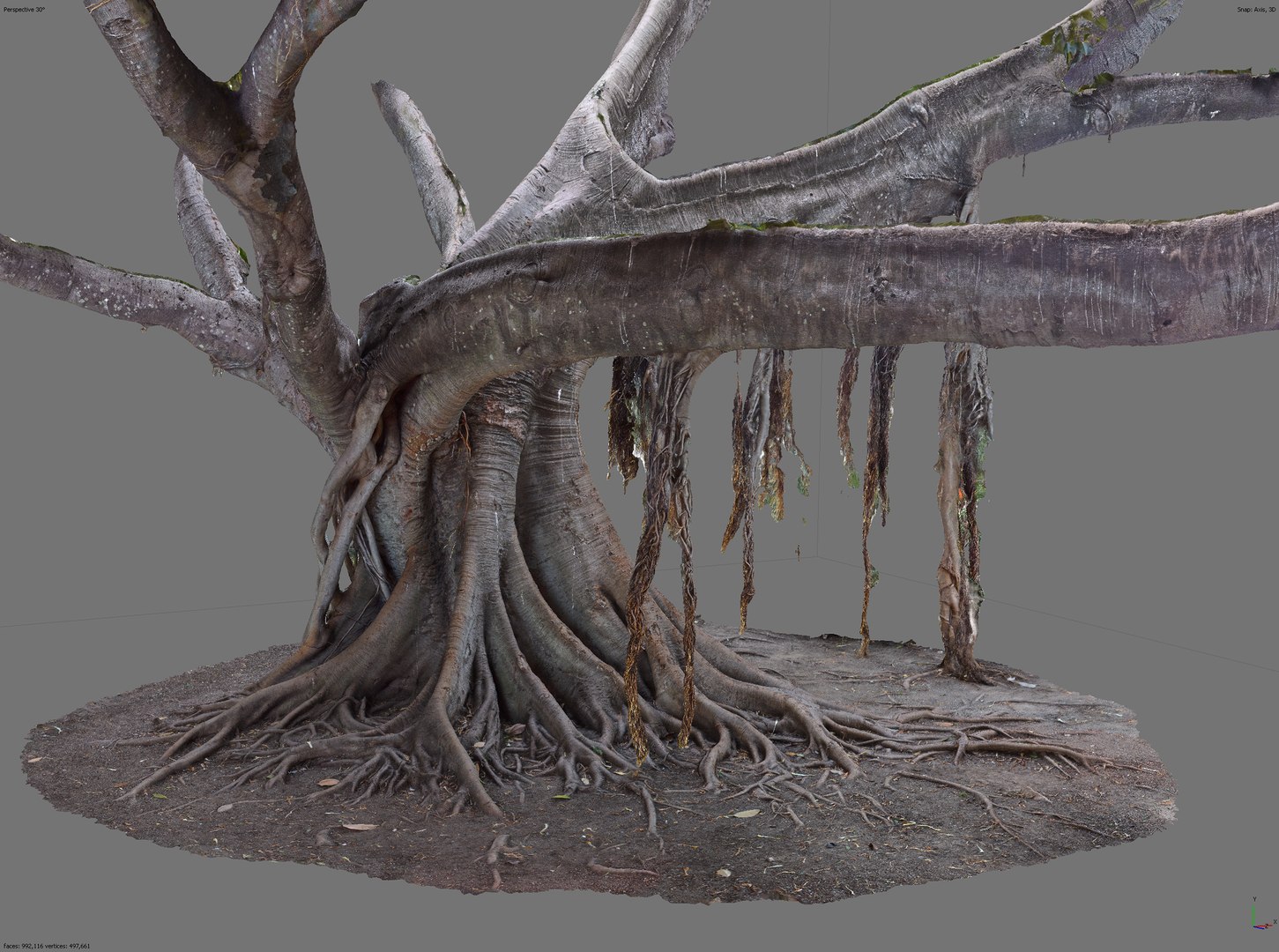 3D Giant Ficus Tree 3 x 16k Textures RAW 3D Scan - TurboSquid 1810625