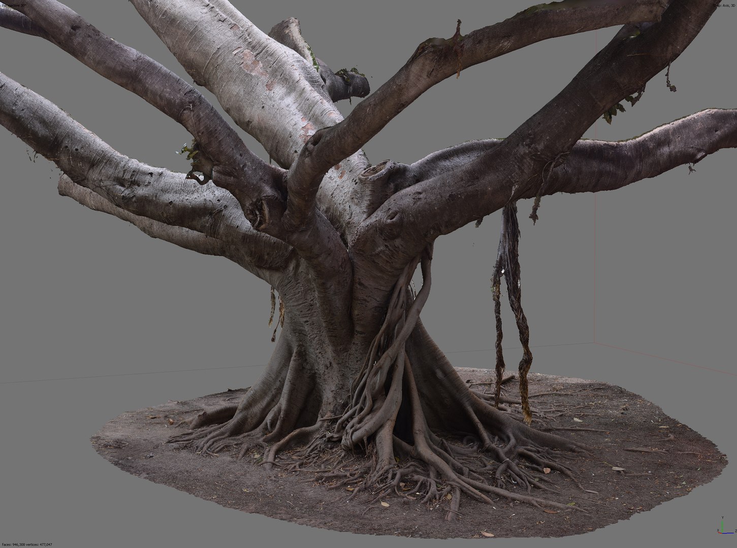 3D Giant Ficus Tree 3 X 16k Textures RAW 3D Scan - TurboSquid 1810625