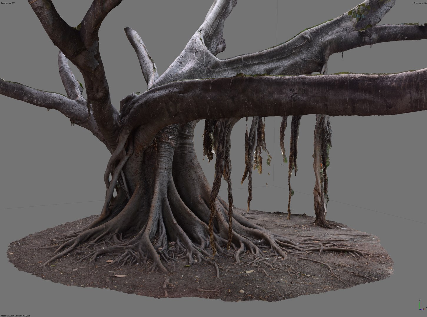 3D Giant Ficus Tree 3 x 16k Textures RAW 3D Scan - TurboSquid 1810625