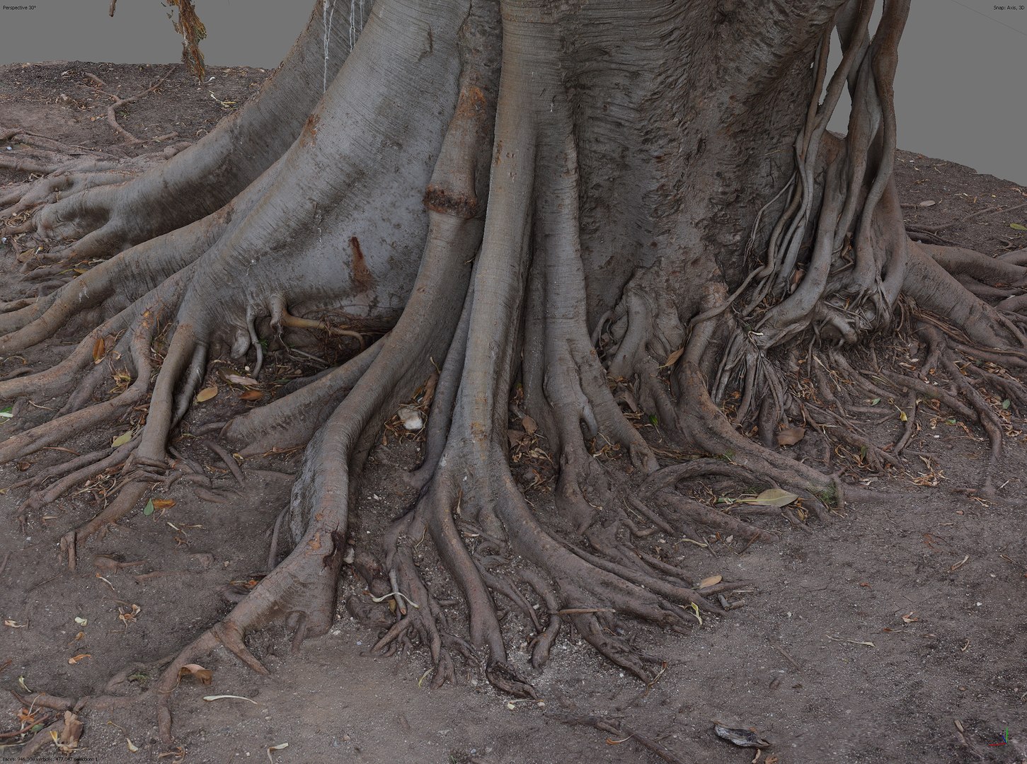 3D Giant Ficus Tree 3 X 16k Textures RAW 3D Scan - TurboSquid 1810625