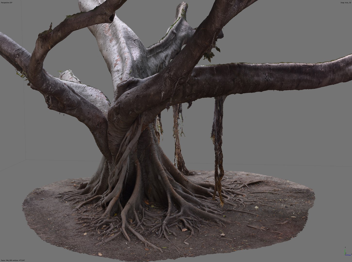 3D Giant Ficus Tree 3 x 16k Textures RAW 3D Scan - TurboSquid 1810625