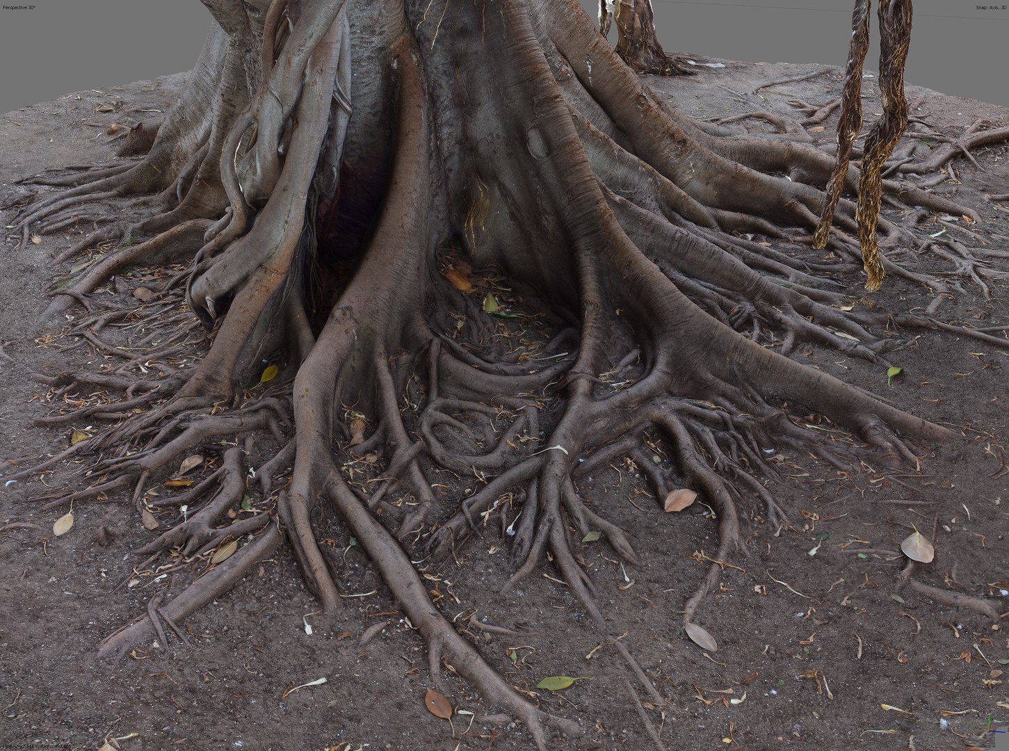3D Giant Ficus Tree 3 x 16k Textures RAW 3D Scan - TurboSquid 1810625