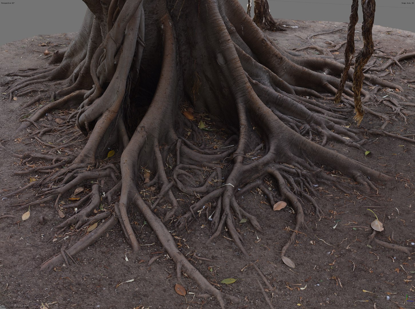 3D Giant Ficus Tree 3 x 16k Textures RAW 3D Scan - TurboSquid 1810625