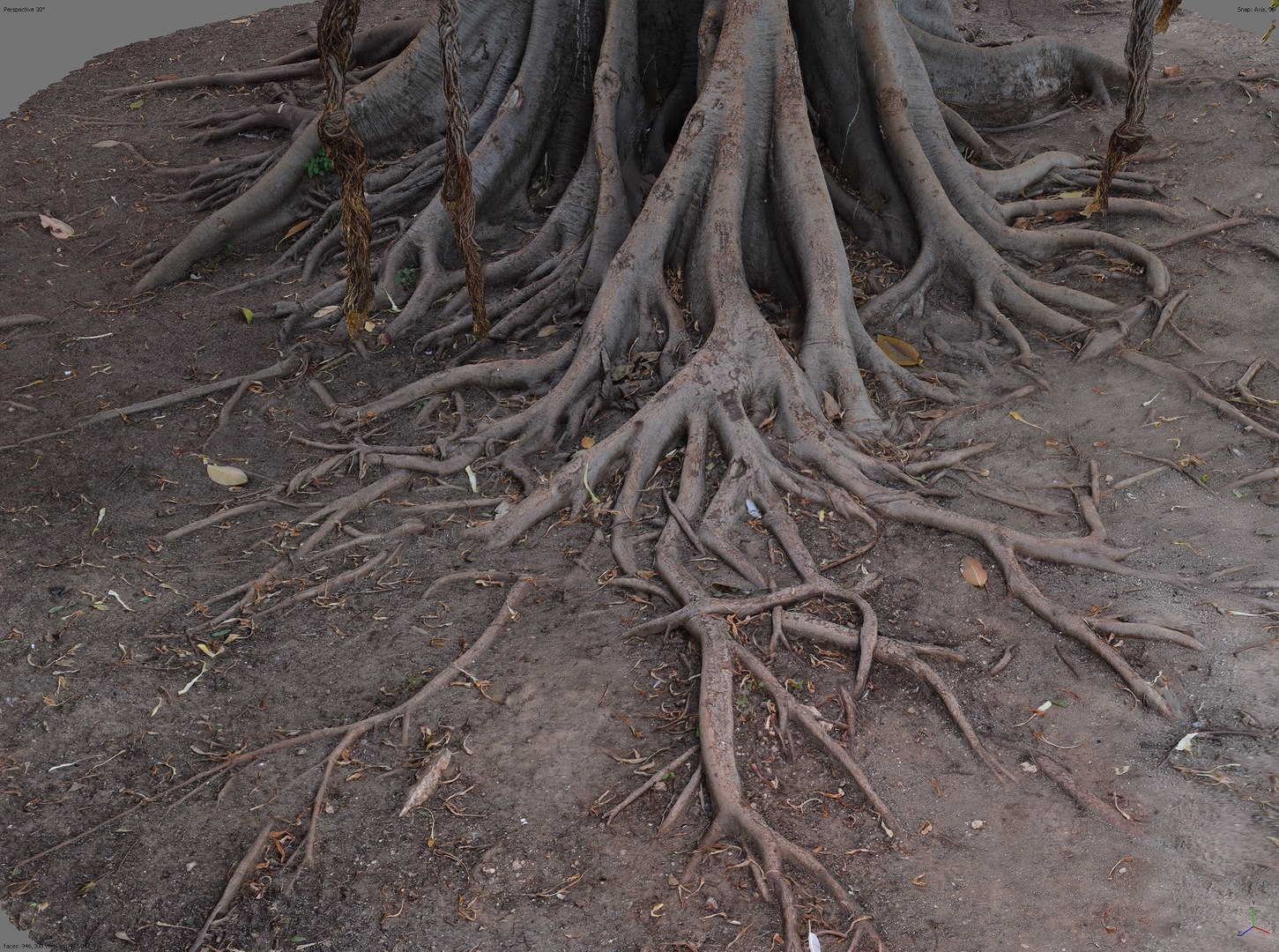 3D Giant Ficus Tree 3 X 16k Textures RAW 3D Scan - TurboSquid 1810625