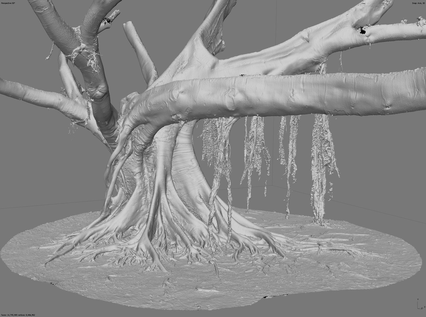 3D Giant Ficus Tree 3 x 16k Textures RAW 3D Scan - TurboSquid 1810625