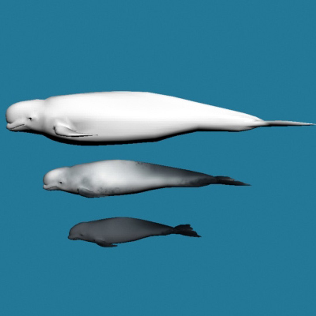beluga low-poly 3d model