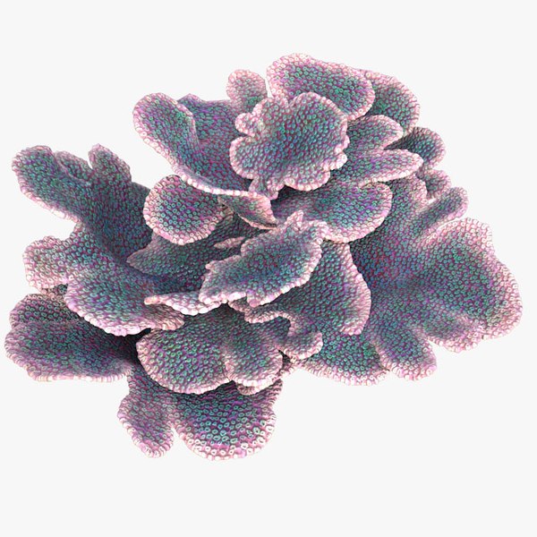 coral 3d 3ds