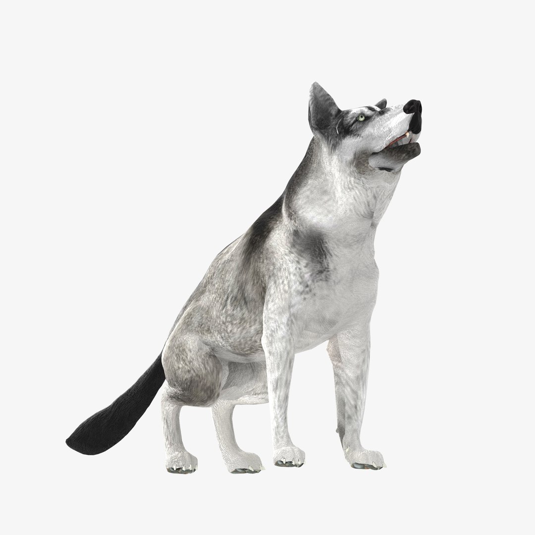 Realistic Husky Rigged 3d Model