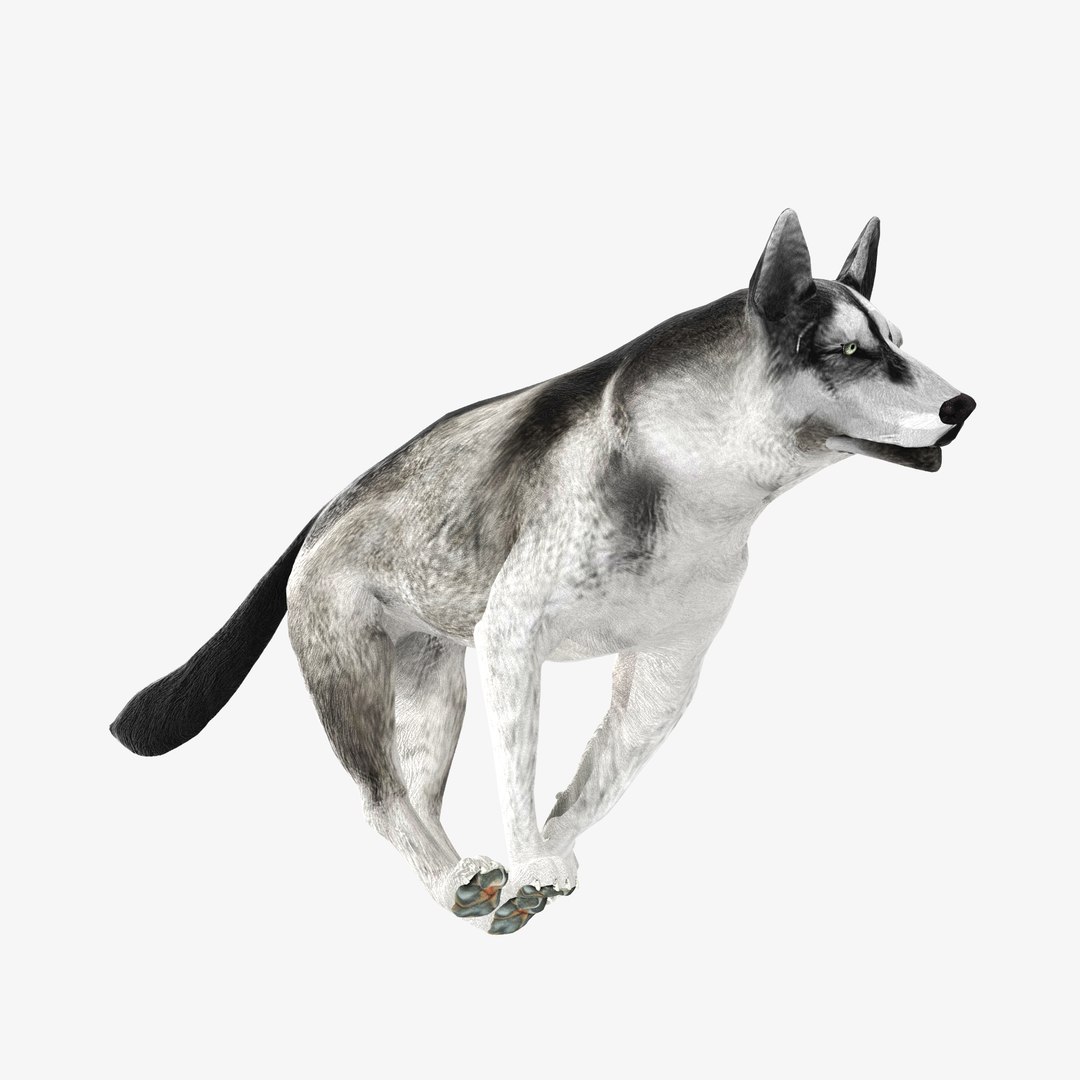 Realistic Husky Rigged 3d Model