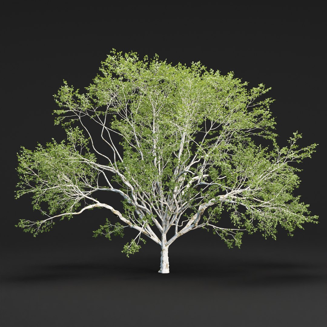Birch Trees Collection Vol 44-3dmodel 3D - TurboSquid 2240595