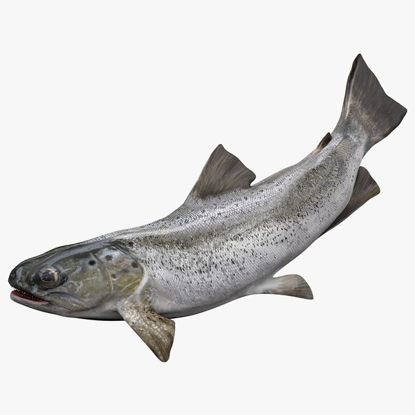 modelo 3d TROUT L323 - TurboSquid 2066962