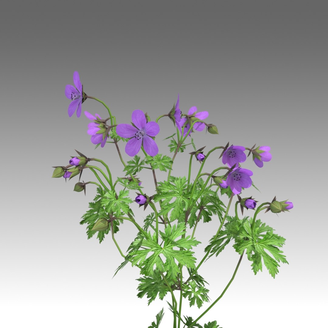 Geranium Pratense 3d X