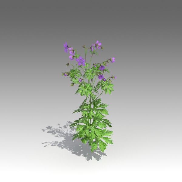 Geranium 3D Models for Download | TurboSquid