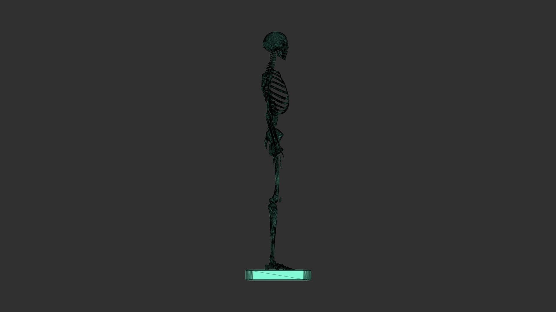 3D Female Skeleton 3d Print - TurboSquid 1922979