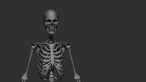 人体骨骼STL模型下载| TurboSquid
