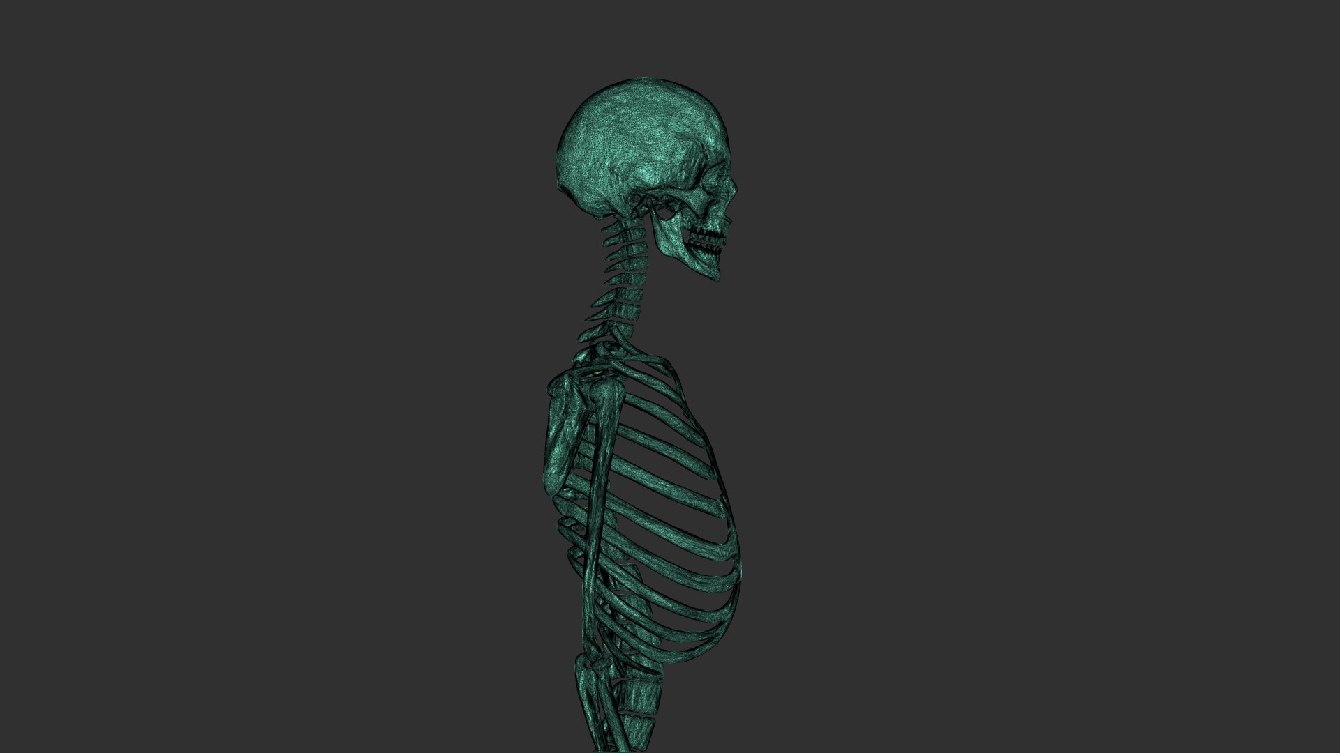 3D Female Skeleton 3d Print - TurboSquid 1922979