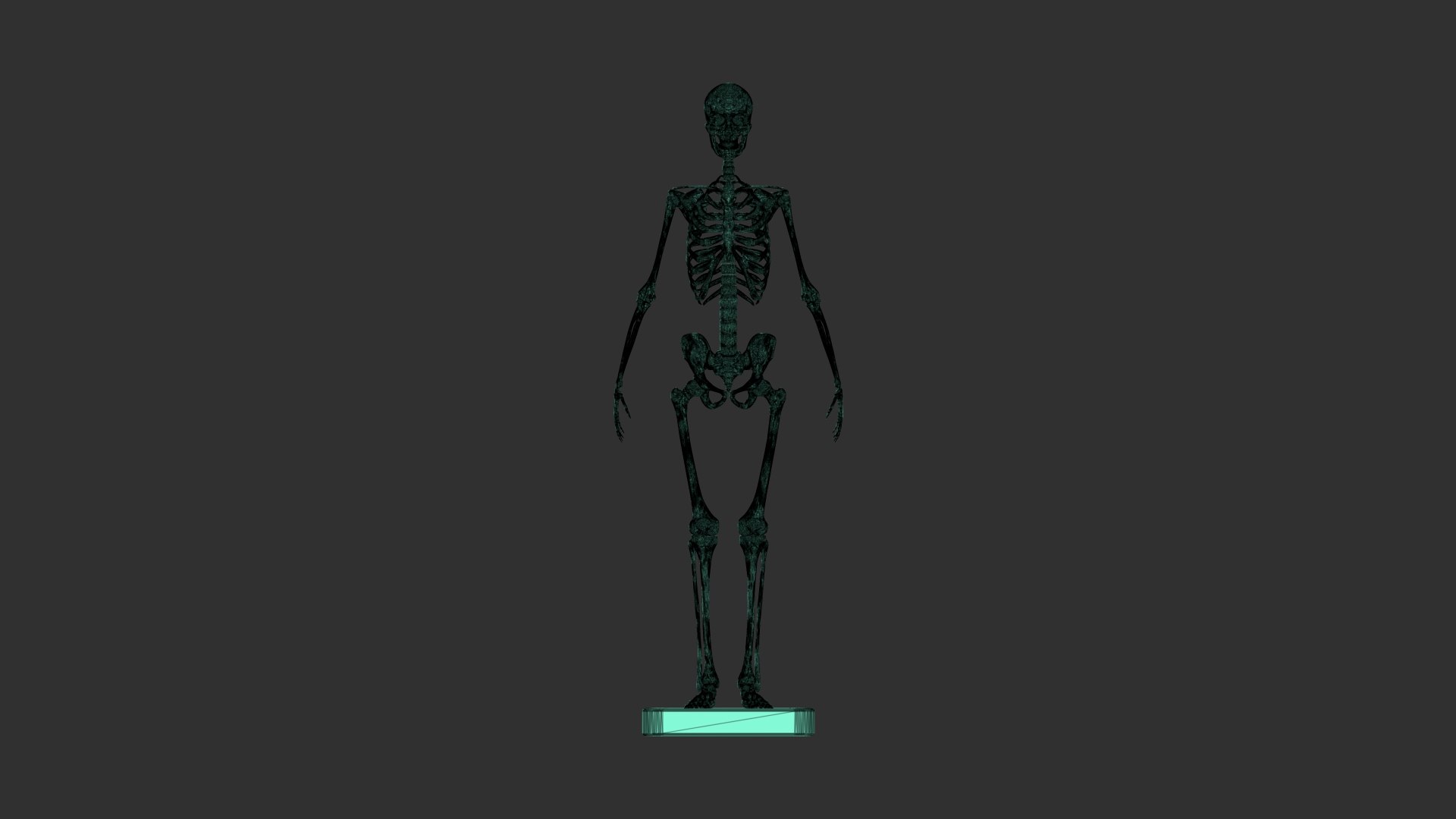 3D Female Skeleton 3d Print - TurboSquid 1922979